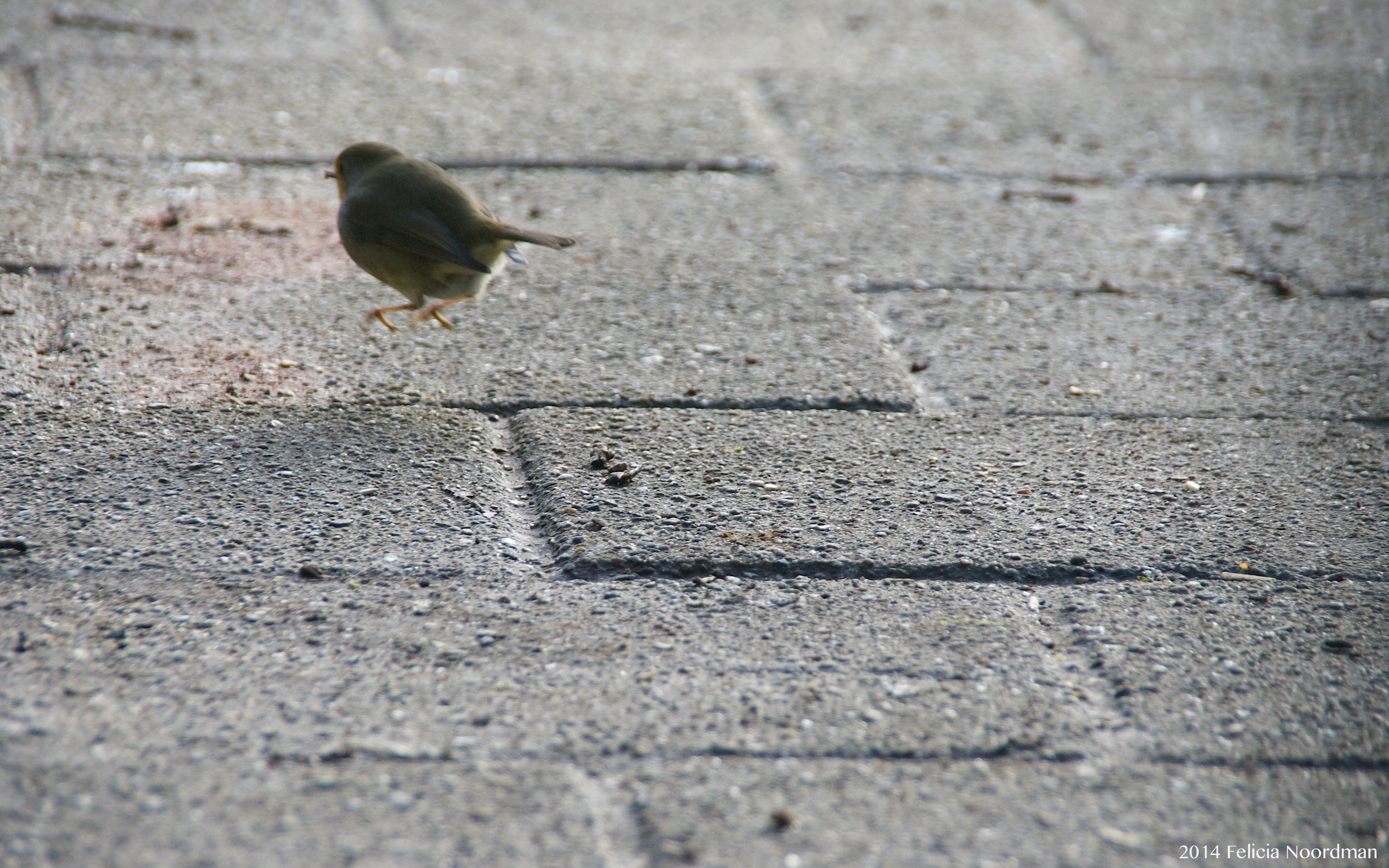 Robin behind Bars – Felicia Noordman