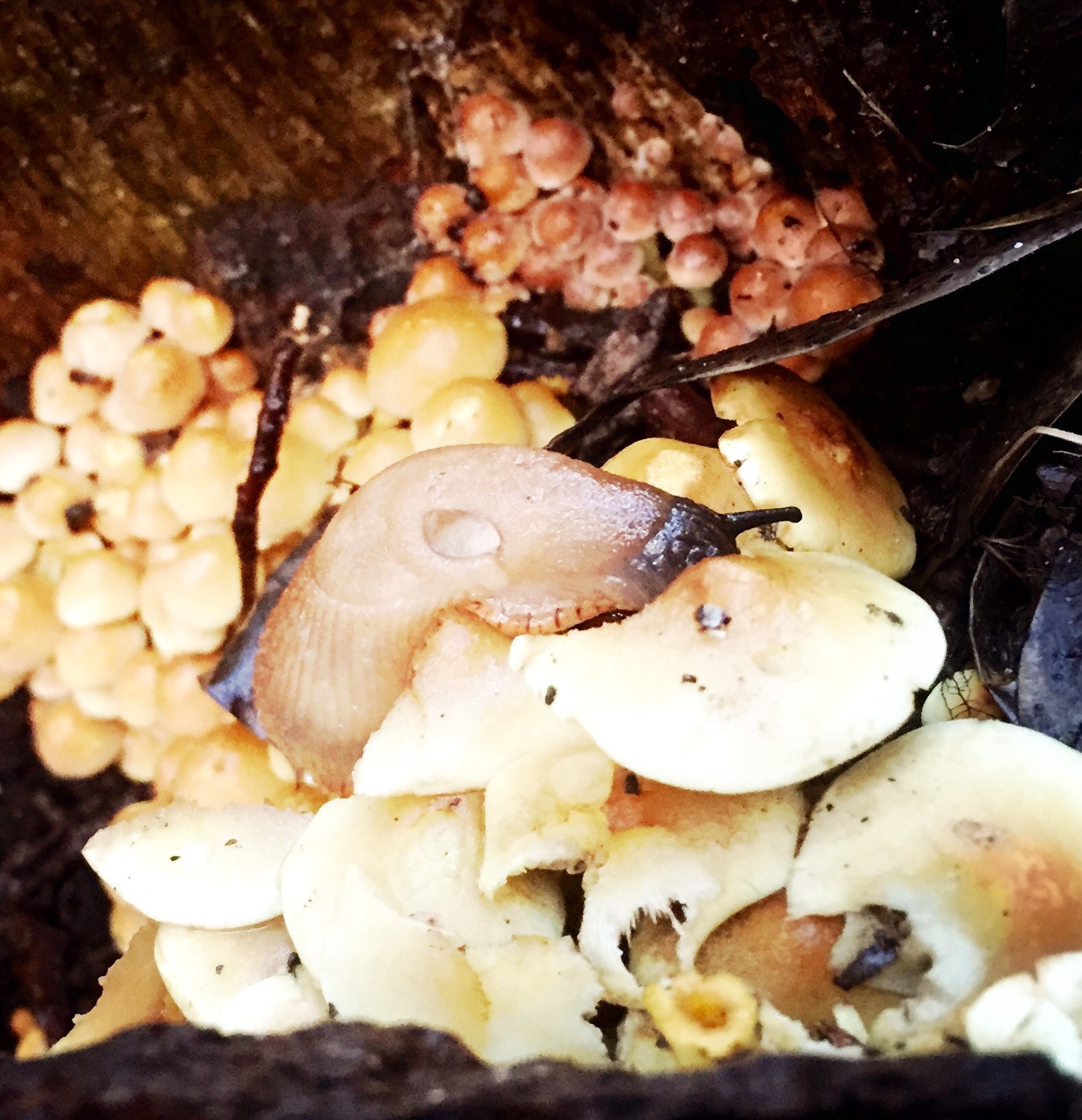 All you can eat slug style – Felicia Noordman